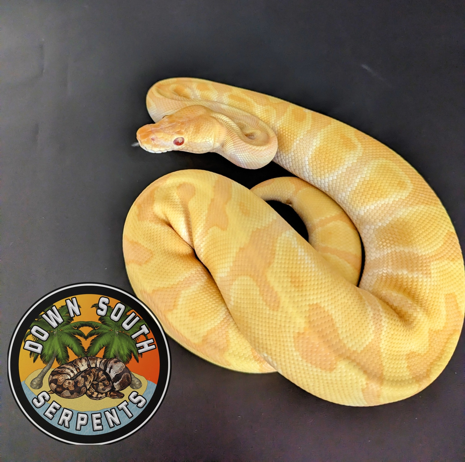 Enchi Candino Het Pied 3 Ball Python by Down South Serpents - MorphMarket