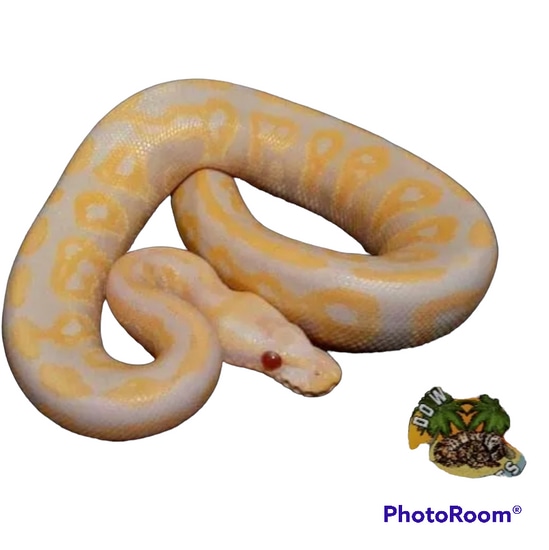 Hra/cinnamon Candino Ball Python by Down South Serpents