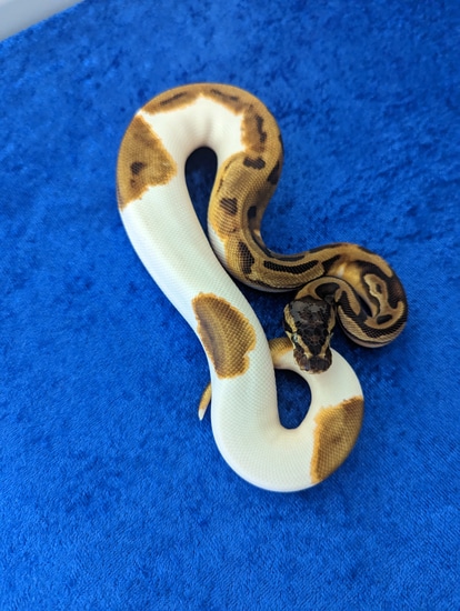Leopard Enchi Pied 50% Candy Ball Python by Down South Serpents