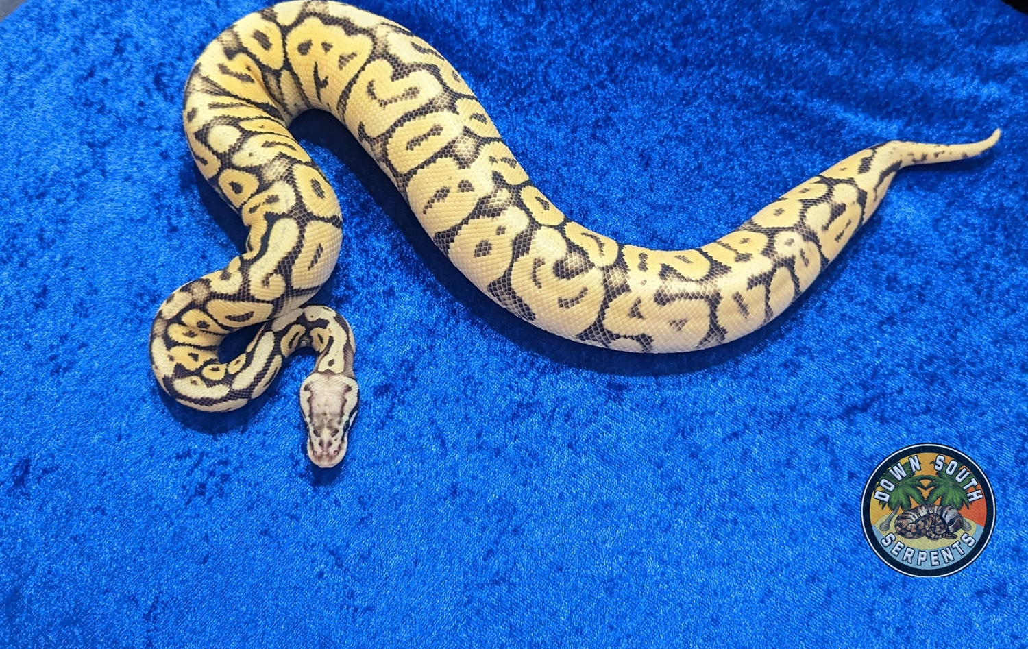 2021 0.1 Spotnose Super Pastel Ball Python by Down South Serpents ...