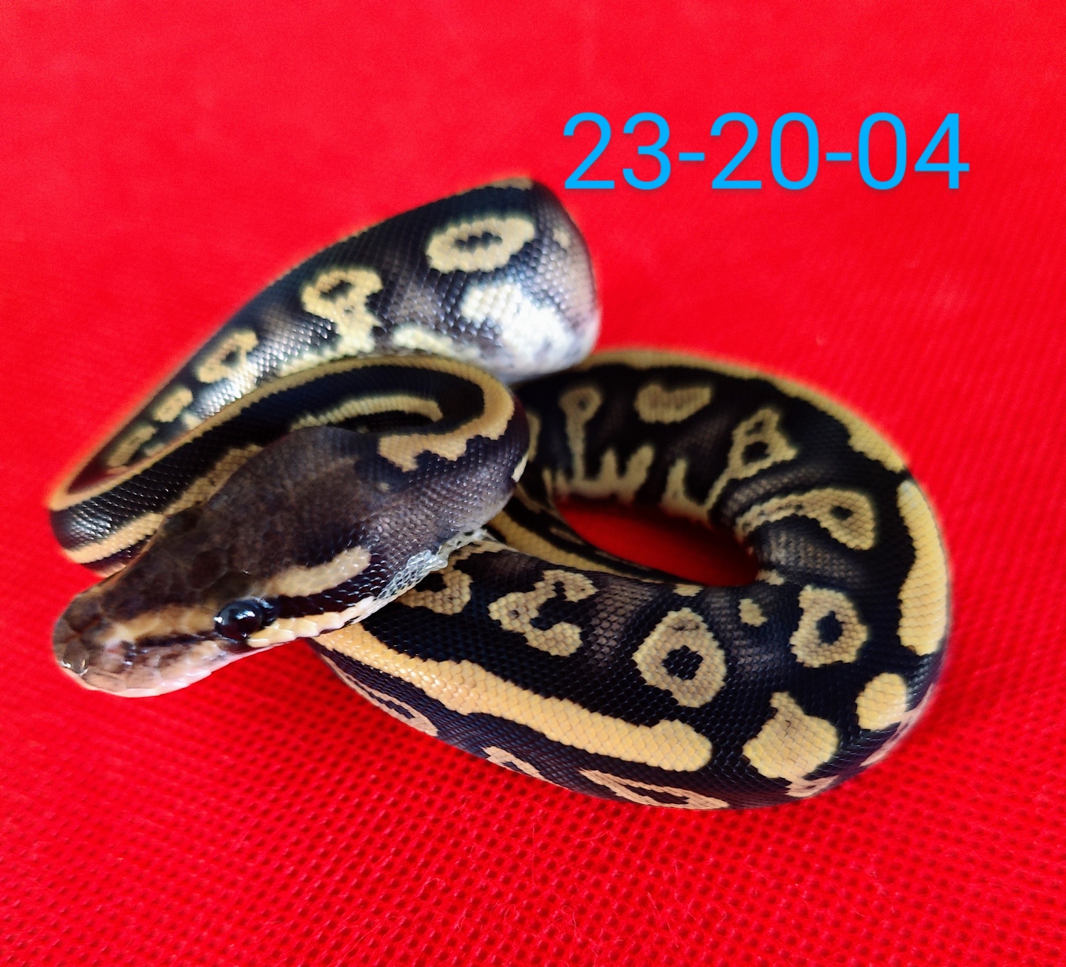 Acid Mojave 50% Het Clown Ball Python by Down South Serpents - MorphMarket