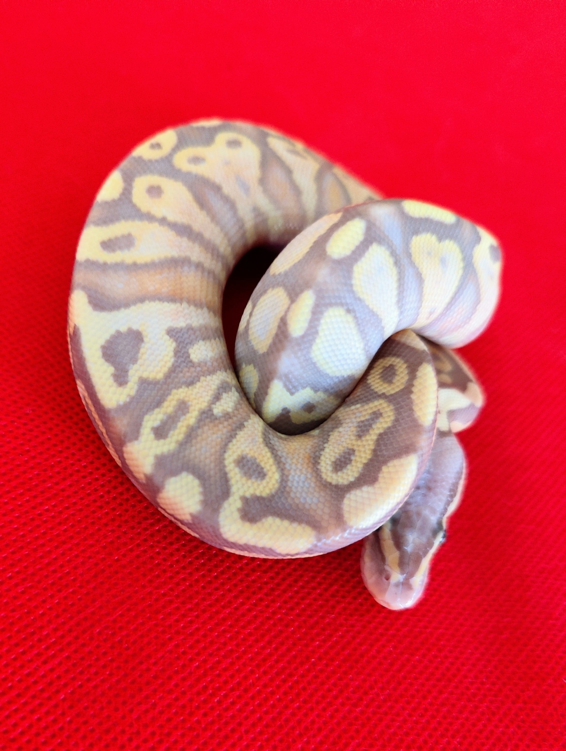 Banana Pastel Ball Python by Down South Serpents - MorphMarket