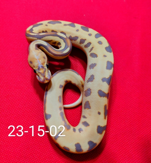 Banana Orange Dream Leopard Spotnose Het Clown Het Pied Ball Python by ...
