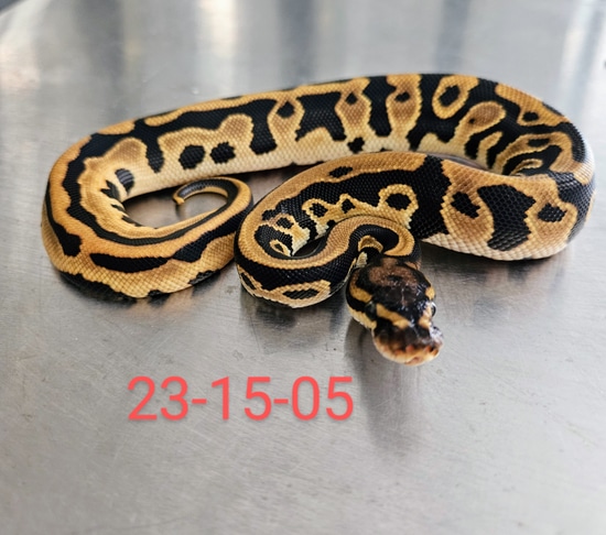 Orange Dream Leopard Double Het Pied 66% Clown Ball Python by Down ...