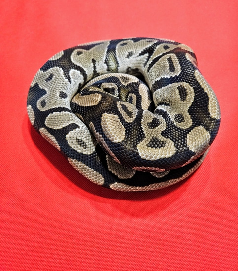 Disco Het Hypo Clown Het Vpi Axanthic Ball Python by Down South Serpents