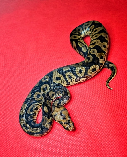 Acid Clown Ball Python by Down South Serpents