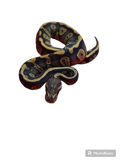 Acid /confusion Mojave 50% Het Clown Ball Python by Down South Serpents