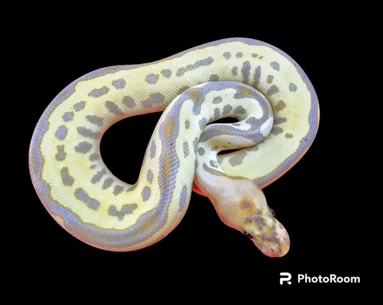 Banana Leo Spot Nose Clown Het Pied Poss Od "Scarecrow" Ball Python by ...