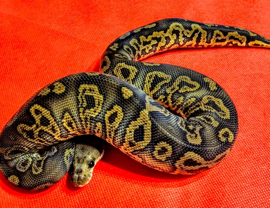 Acid/confusion Black Pastel Yellow Belly Clown Ball Python by Down ...