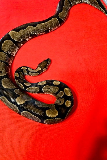 Calico/sugar Ball Python by Down South Serpents