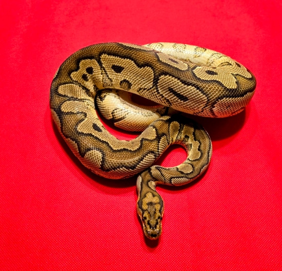 Red Stripe Yellow Belly Clown Ball Python by Down South Serpents