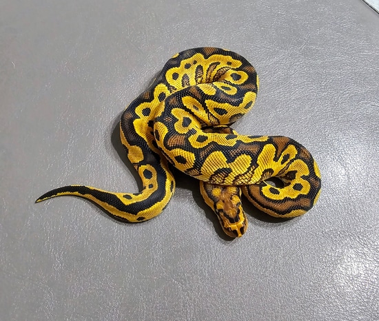 Red Stripe Yellow Belly Clown Ball Python by Down South Serpents