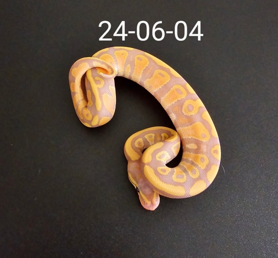 Banana Pos Russo Het Pied 50% Het Clown Ball Python by Down South Serpents