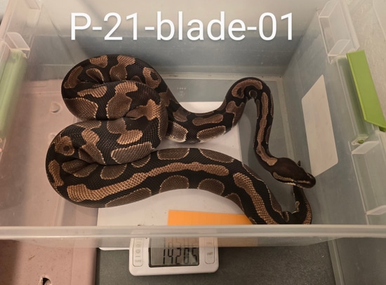 Blade Het Clown Ball Python by Down South Serpents