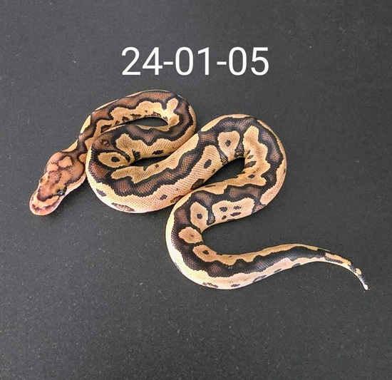 Red Stripe Yellow Belly Clown Ball Python by Down South Serpents