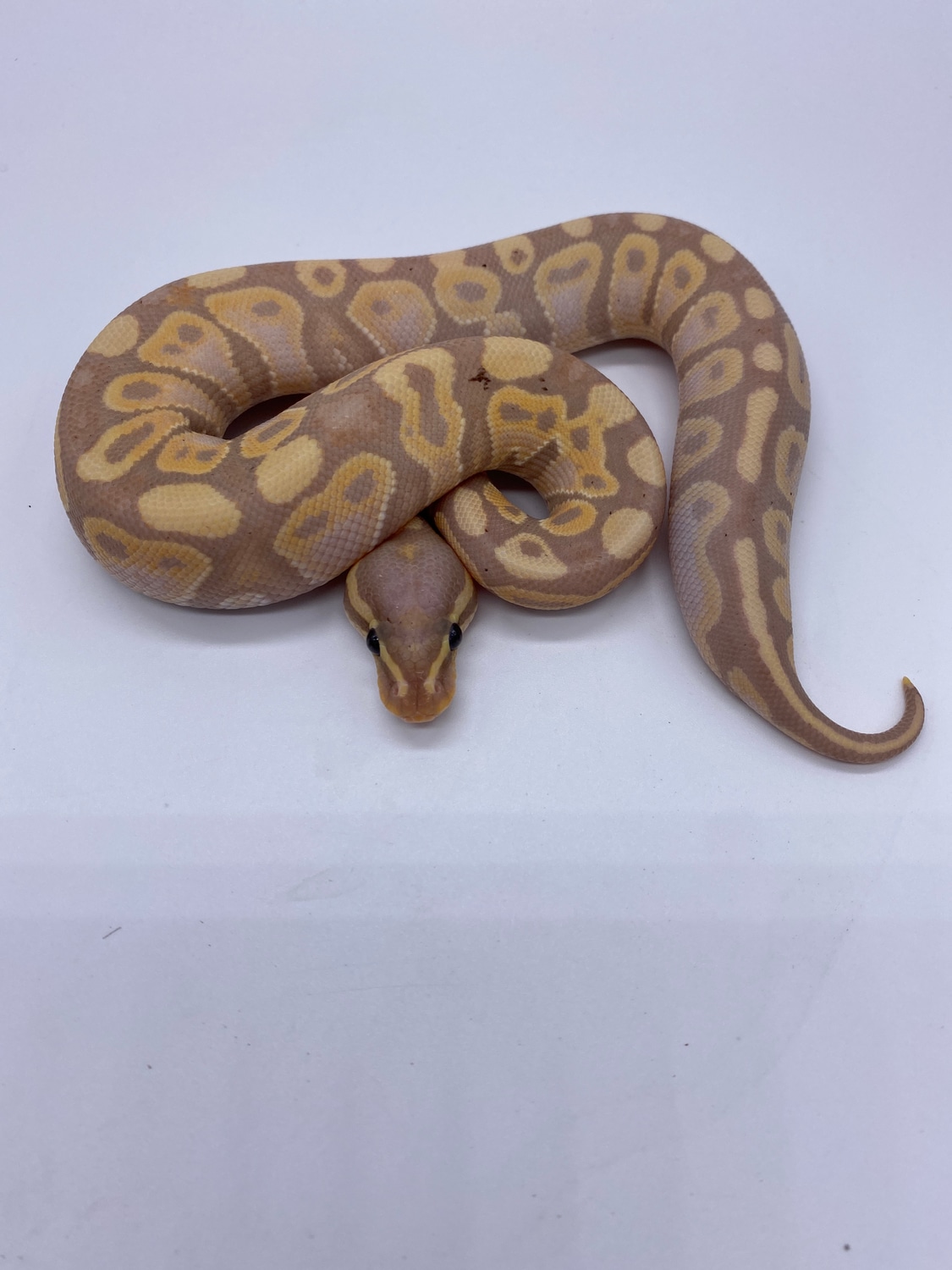 Banana Yellow Belly Ball Python by Kiss Konstrictors - MorphMarket