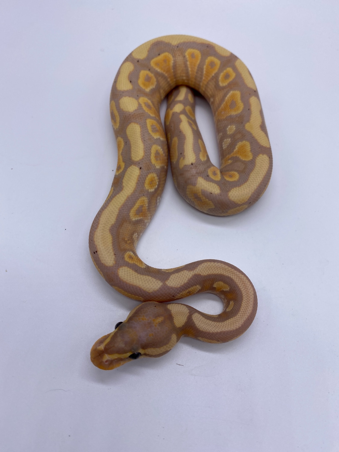 Banana Yellow Belly Ball Python by Kiss Konstrictors - MorphMarket