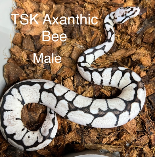 TSK Axanthic Bumblebee Ball Python by Kiss Konstrictors