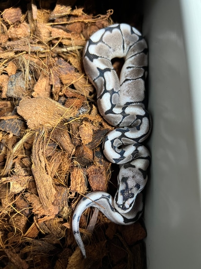 TSK Axanthic Spider Ball Python by Kiss Konstrictors