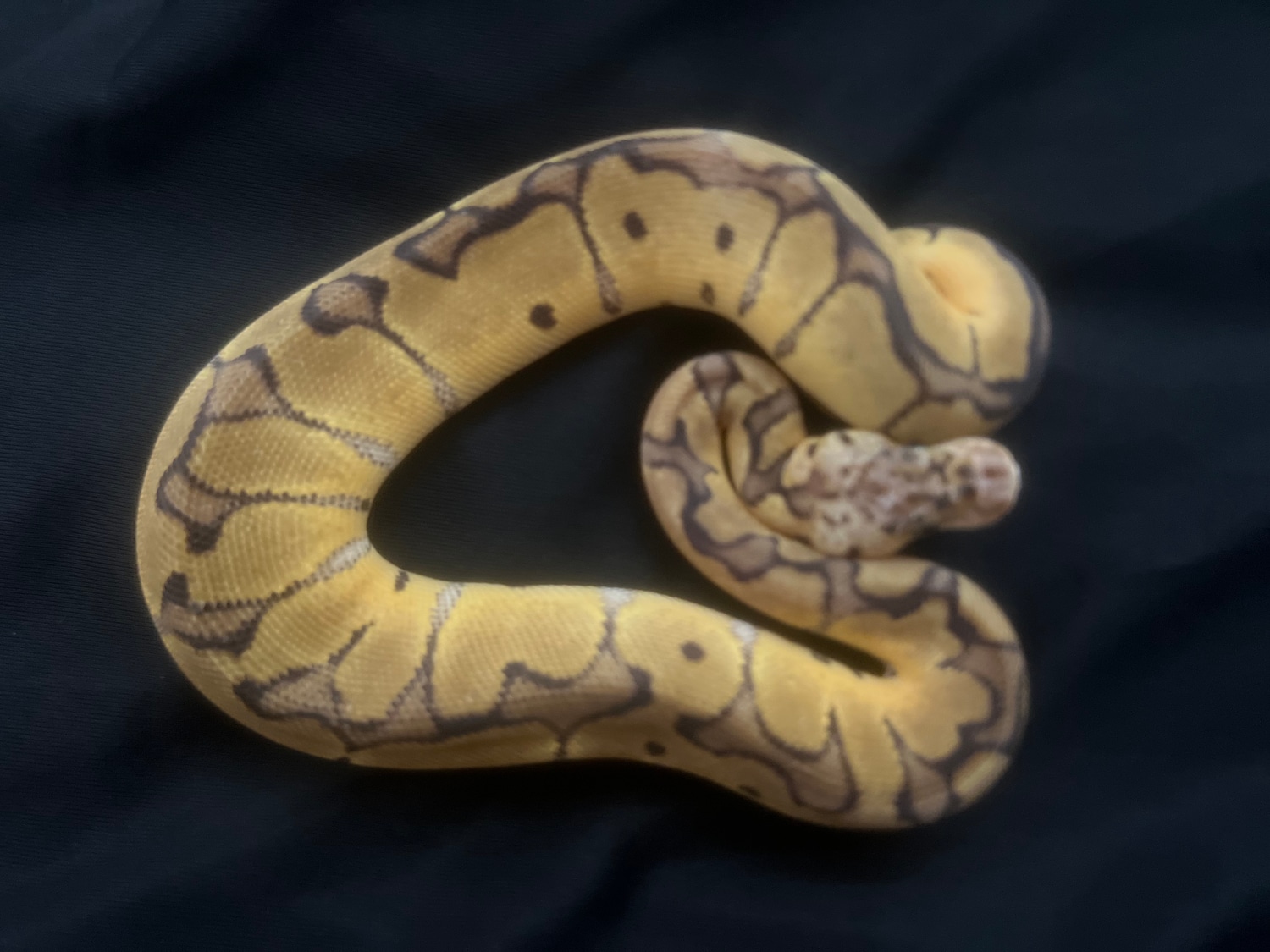 Pastel Clown Ball Python by Kiss Konstrictors - MorphMarket