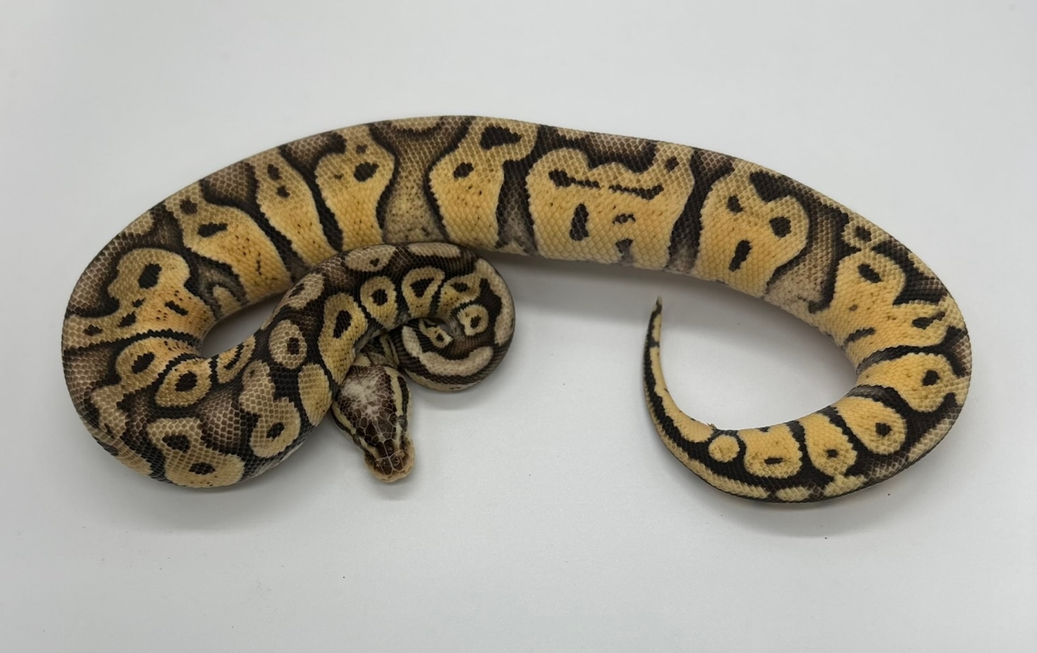Super Pastel Vanilla Het Clown Ball Python by Kiss Konstrictors ...