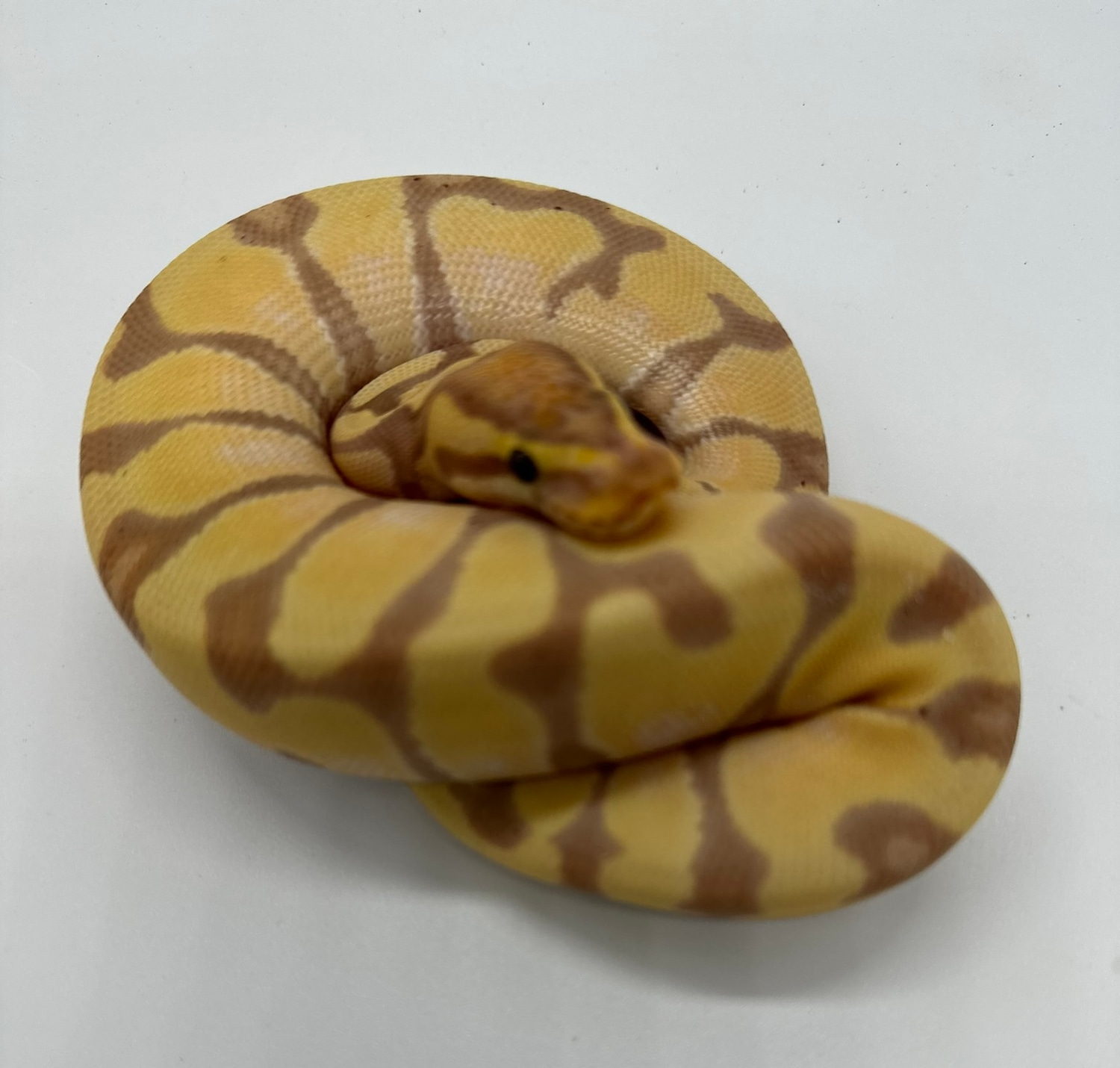 Enchi Banana Ball Python by Kiss Konstrictors - MorphMarket