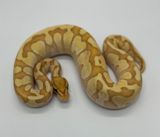 Lesser Enchi Banana Ball Python by Kiss Konstrictors