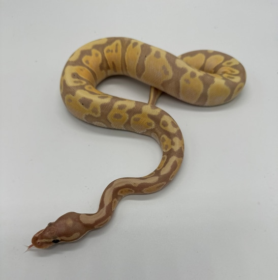 No Reserve - Fire/Vanilla Banana Het Pied Ball Python by Kiss Konstrictors