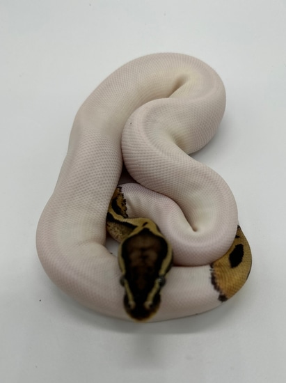 Free Shipping Pastel Pied Ball Python by Kiss Konstrictors
