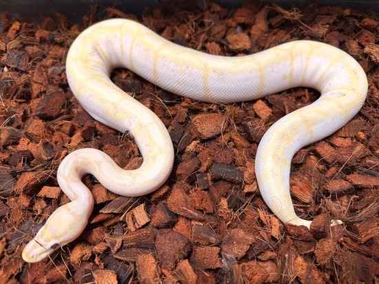 Super Banana Yellowbelly Spider Ball Python by Kiss Konstrictors