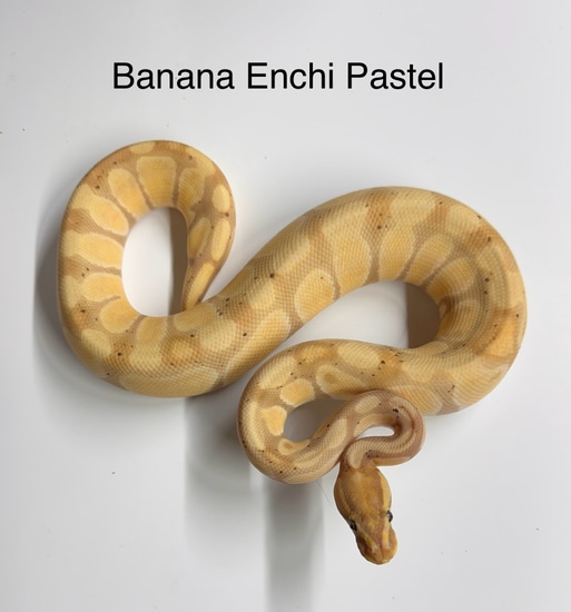 Pastel Enchi Banana Ball Python by Kiss Konstrictors