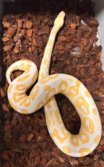 Black Pastel Albino Female Ball Python by Kiss Konstrictors