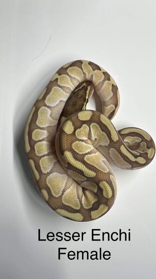 BEL Making Combo Male And Female Ball Python by Kiss Konstrictors