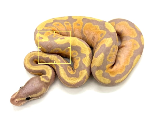 Banana Fire Or Vanilla Het Pied Ball Python by Kiss Konstrictors