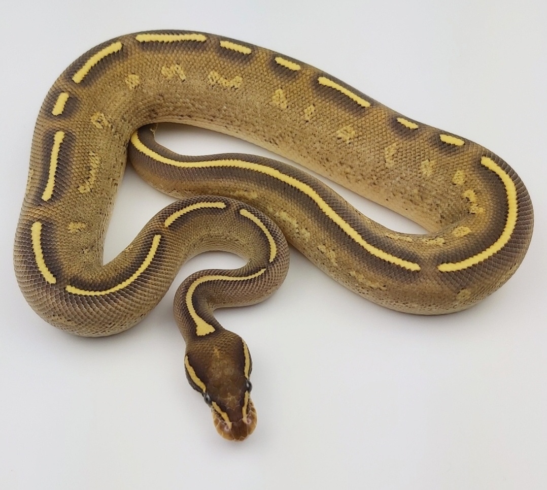 Freeway Mojave 50% Het Pied Ball Python by Morpheus' Morphs - MorphMarket