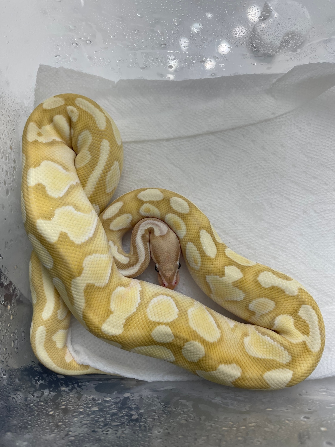 Super Banana Butter YB Ball Python by Morpheus' Morphs - MorphMarket