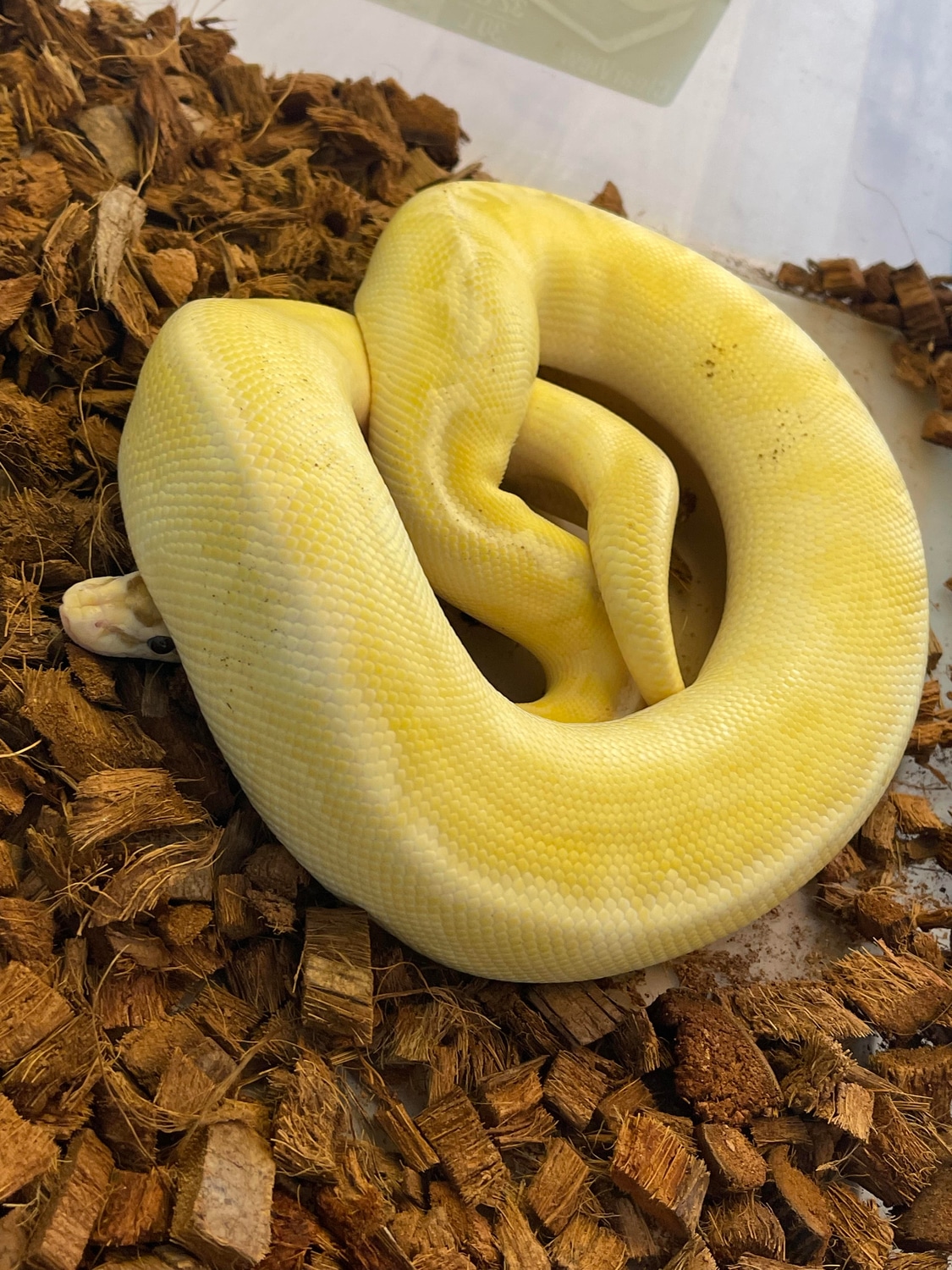 Banana Freeway Pastel PB 2019 Male Ball Python by Morpheus' Morphs ...