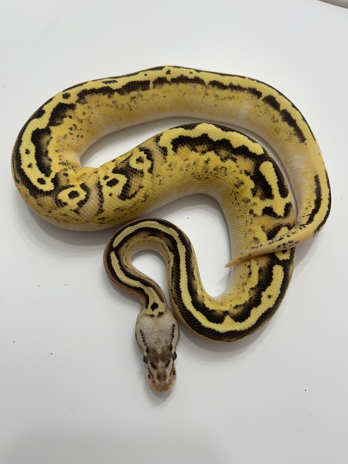 Super Asphalt Fire Pastel Female Ball Python by Morpheus' Morphs ...