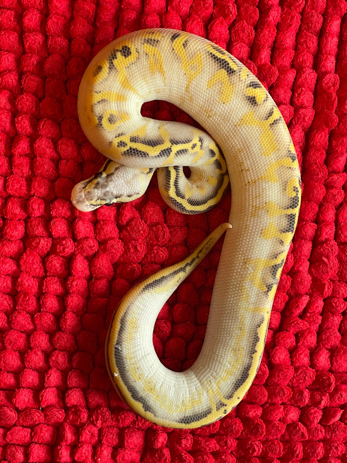OD GHI Super Pastel Freeway Ball Python by Morpheus' Morphs - MorphMarket
