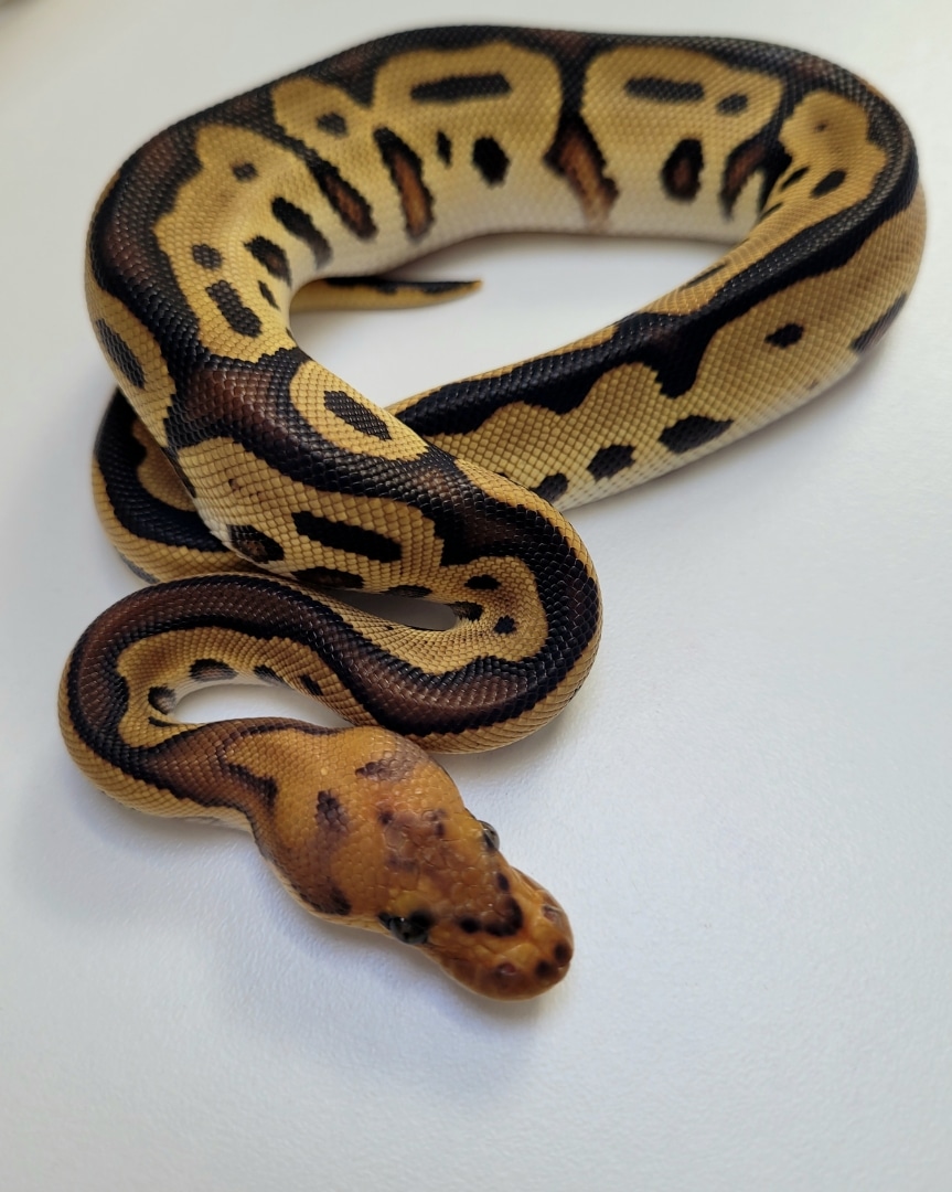 Cypress Leopard Clown 50%het Hypo Poss Het Clown Ball Python by ...