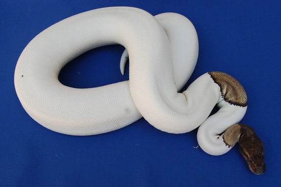 Mojave Pied - Adult Female Ball Python by Jeff Luman Reptiles