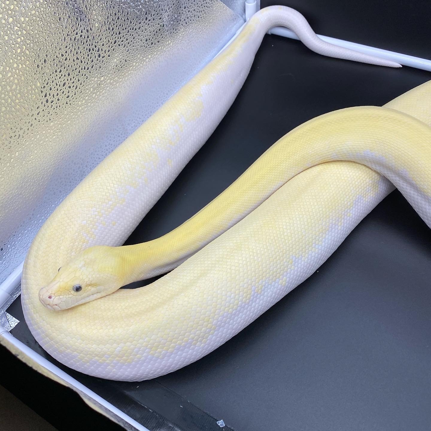 Ivory Het Albino And Granite Burmese Python by JMac Reptiles - MorphMarket