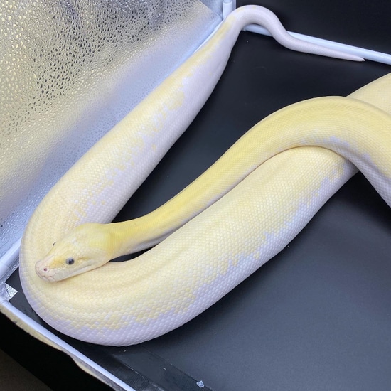 Ivory Burmese Python Het Albino And Granite by JMac Reptiles