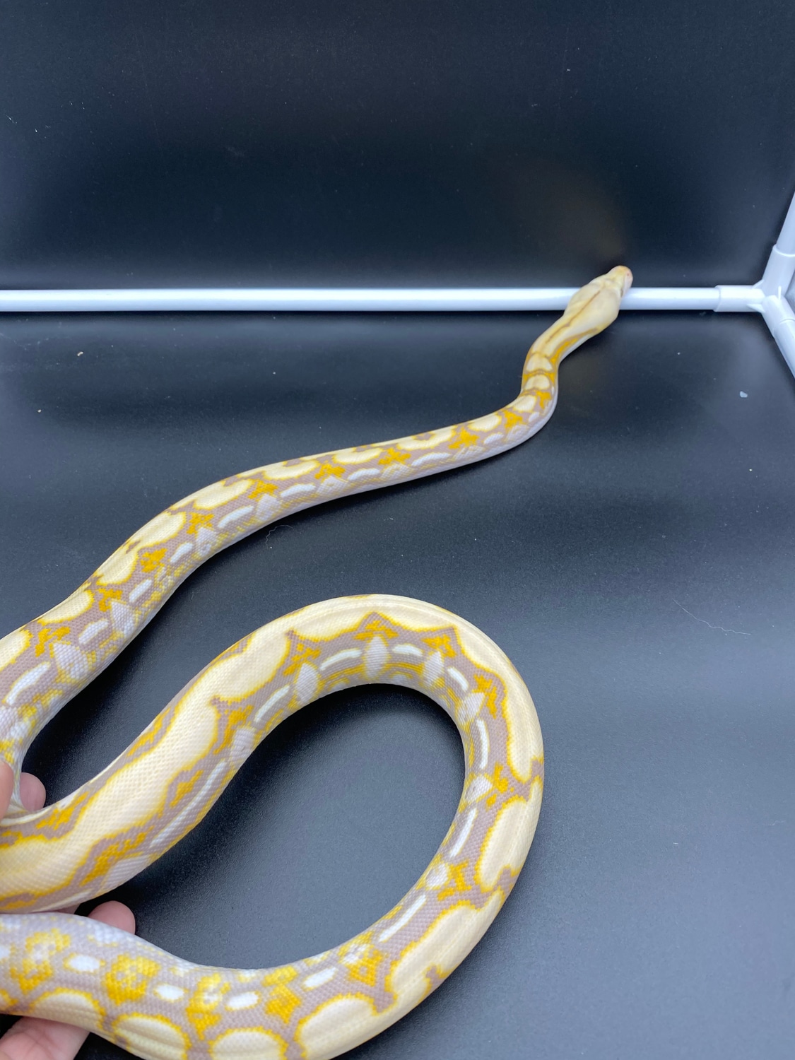 Renick Ghost Tiger Reticulated Python by JMac Reptiles - MorphMarket