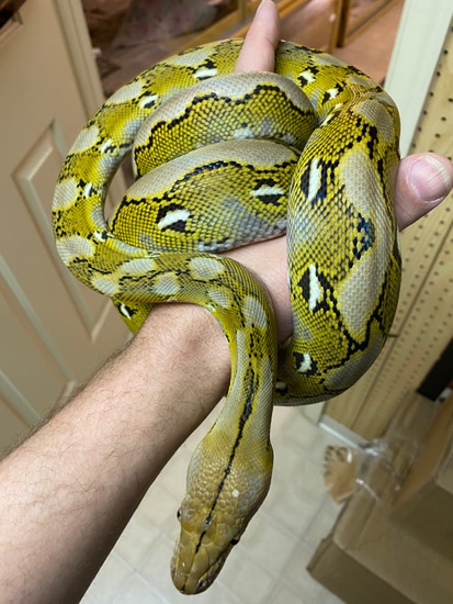 Platinum 37.5% Kalatoa 100% Het SNOW Reticulated Python by JMac Reptiles