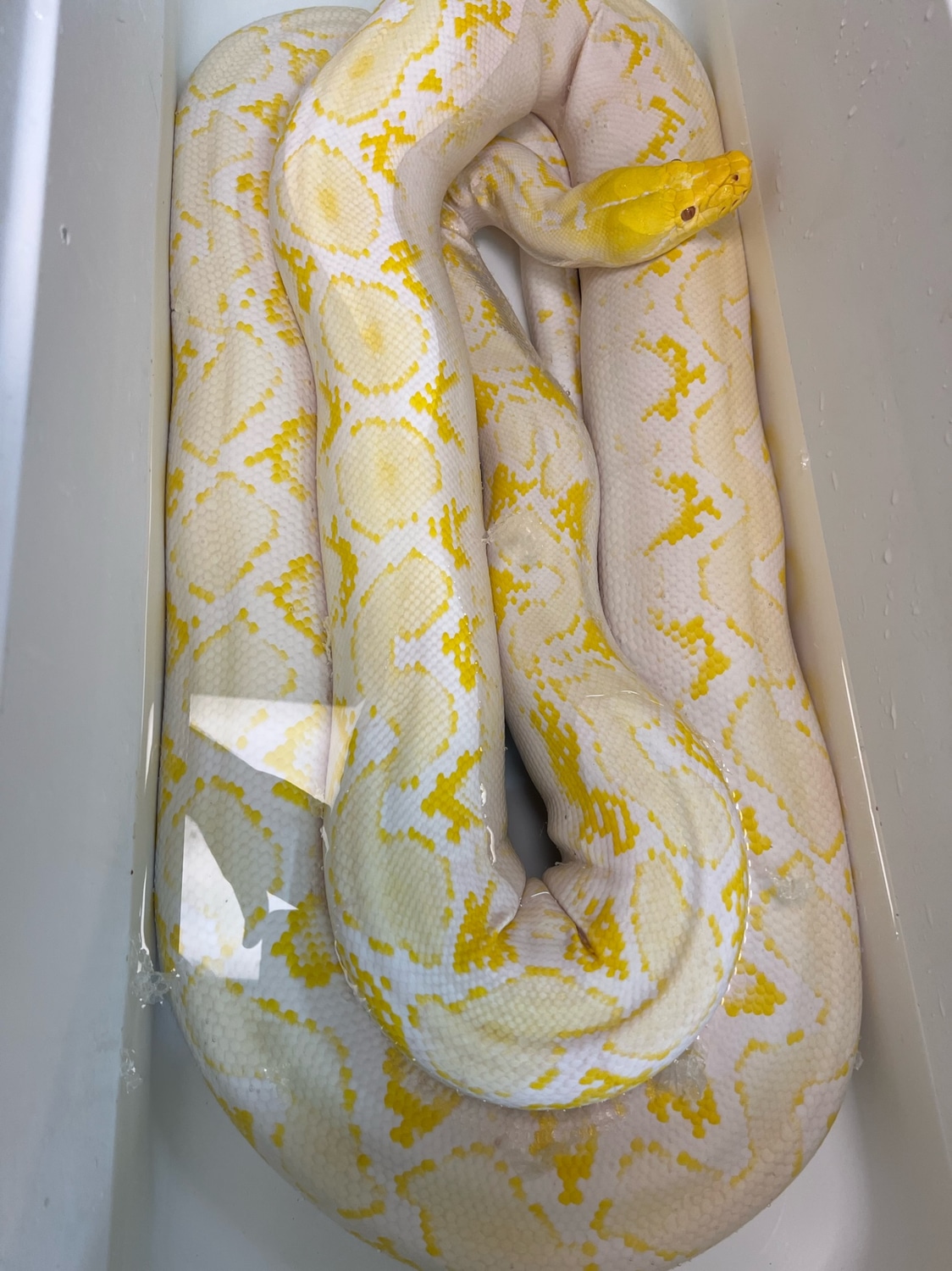 Adult 50% Jampea White Albino Female Reticulated Python by JMac ...