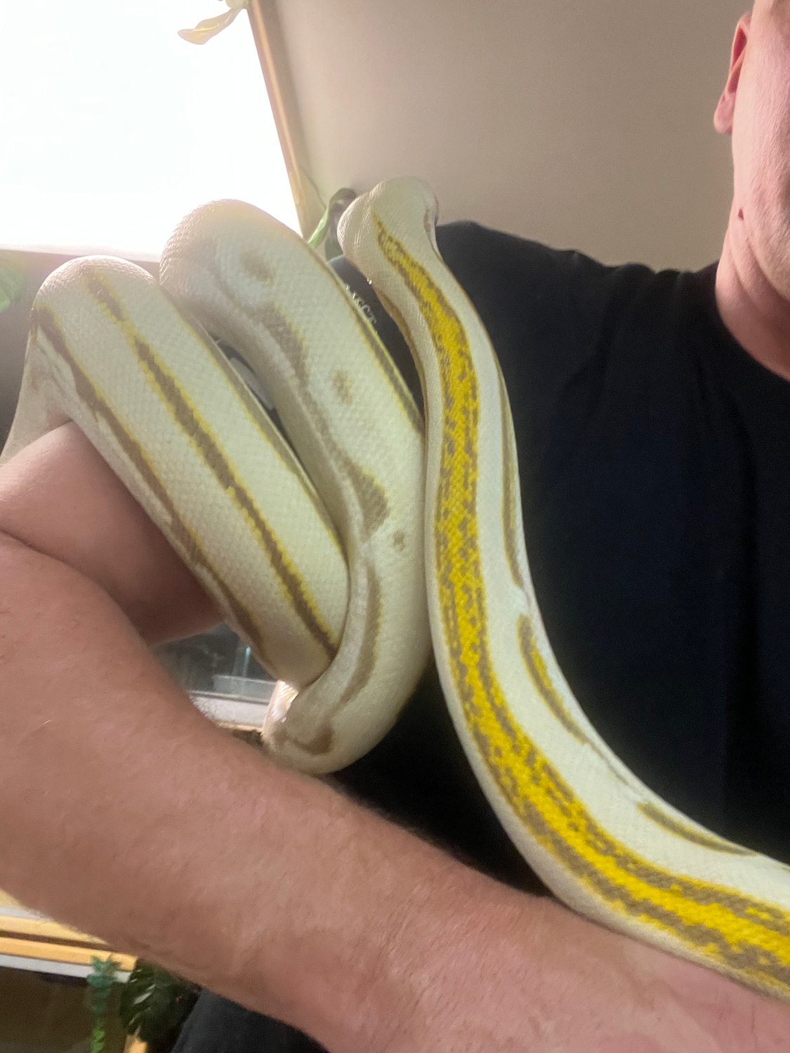 Reduced Price Mochino Genetic Stripe Reticulated Python by JMac ...