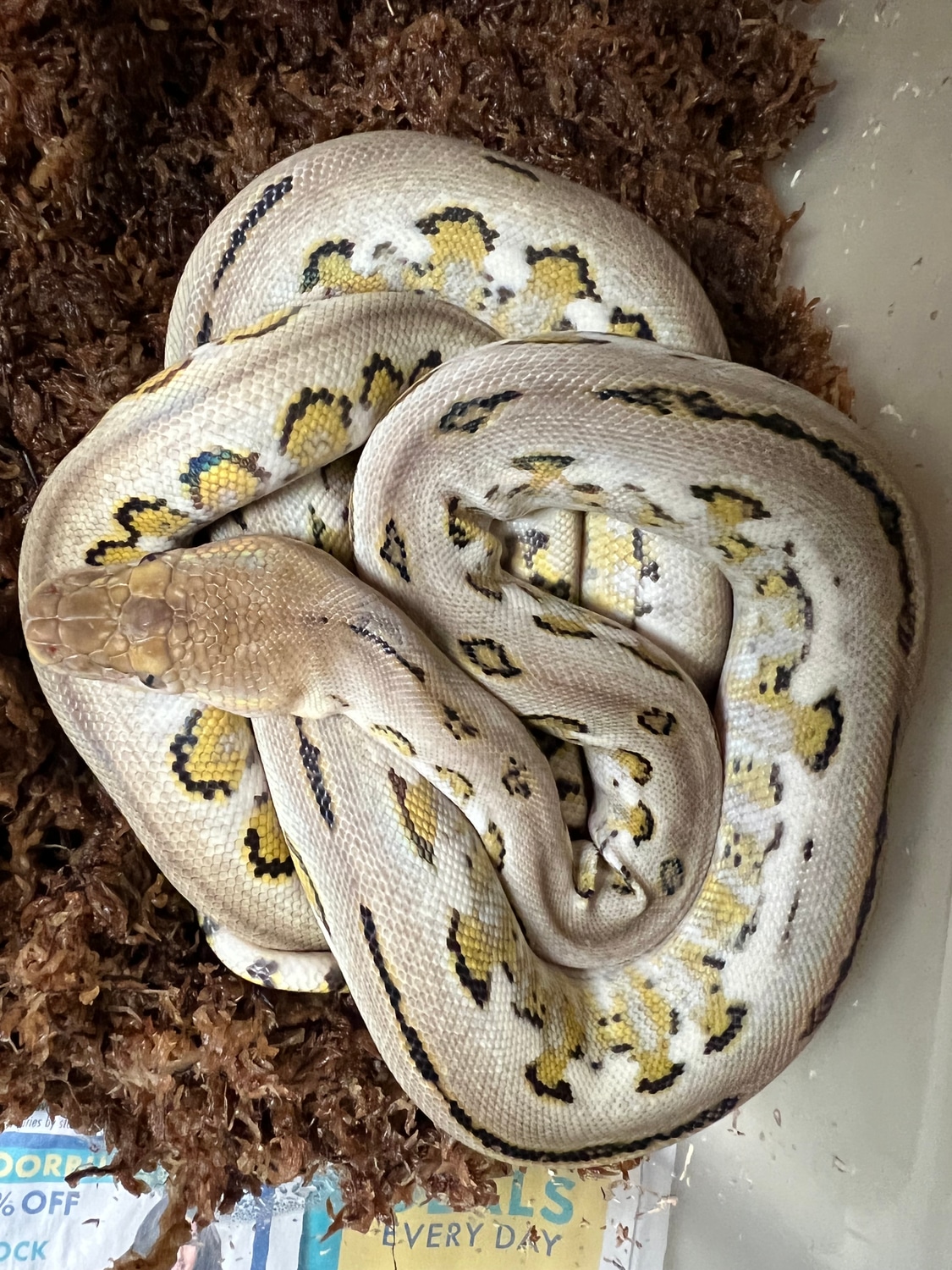 50% Kalatoa SD Platinum Jaguar Reticulated Python by JMac Reptiles ...