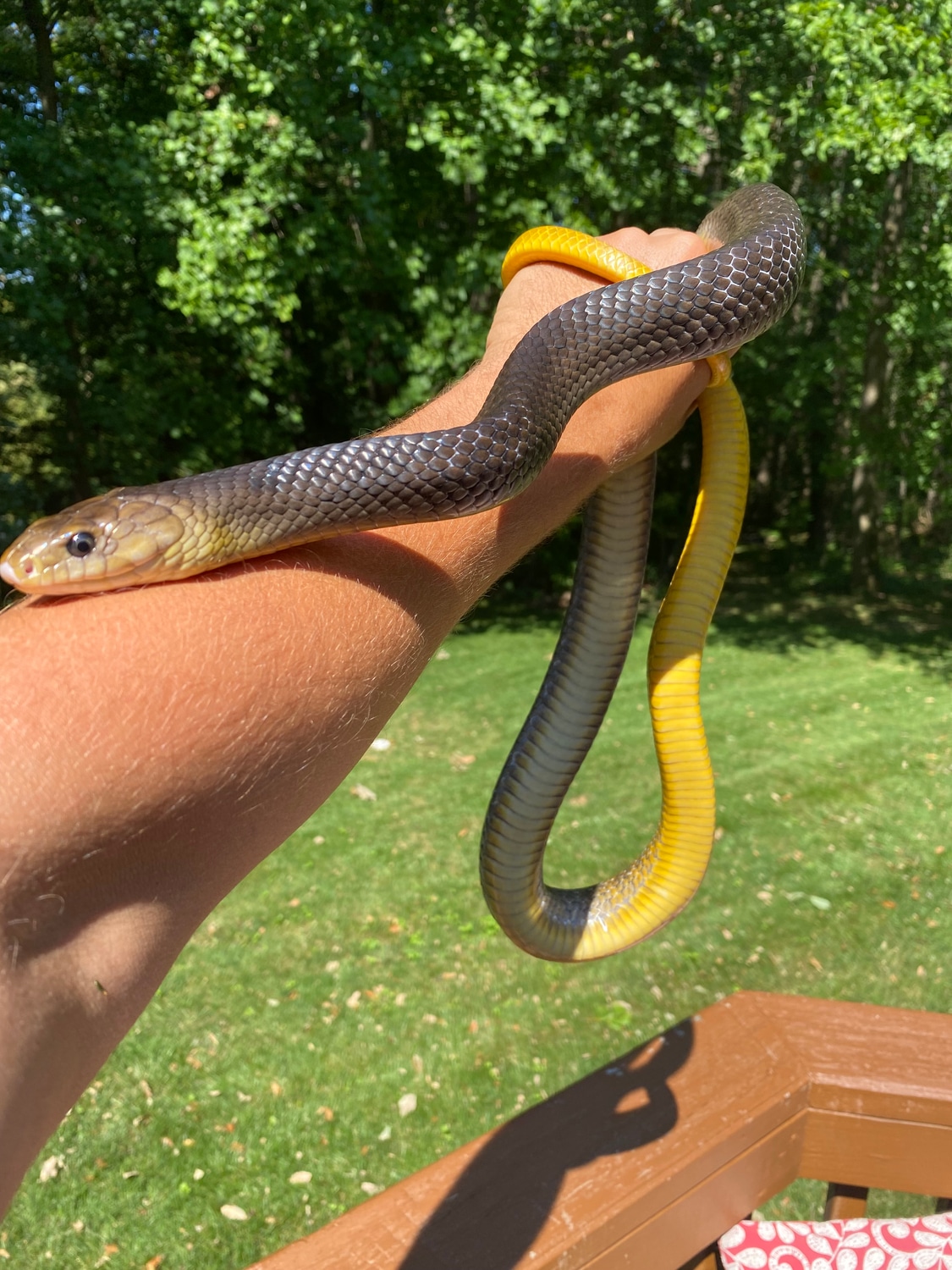 Yellow Tail Cribo Indigo Snake by JMac Reptiles - MorphMarket