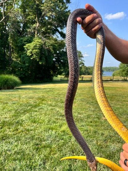 LTC Proven Yellow Tail Cribo Cribo & Indigo Snakes by JMac Reptiles